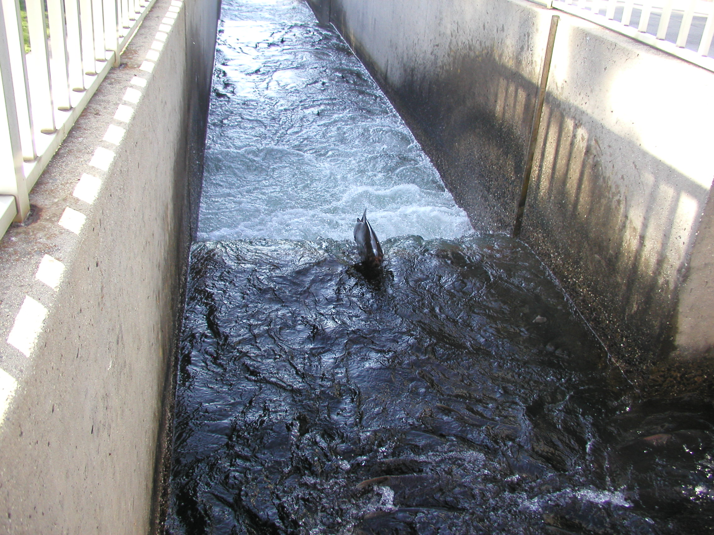 Feather River Fish Hatchery