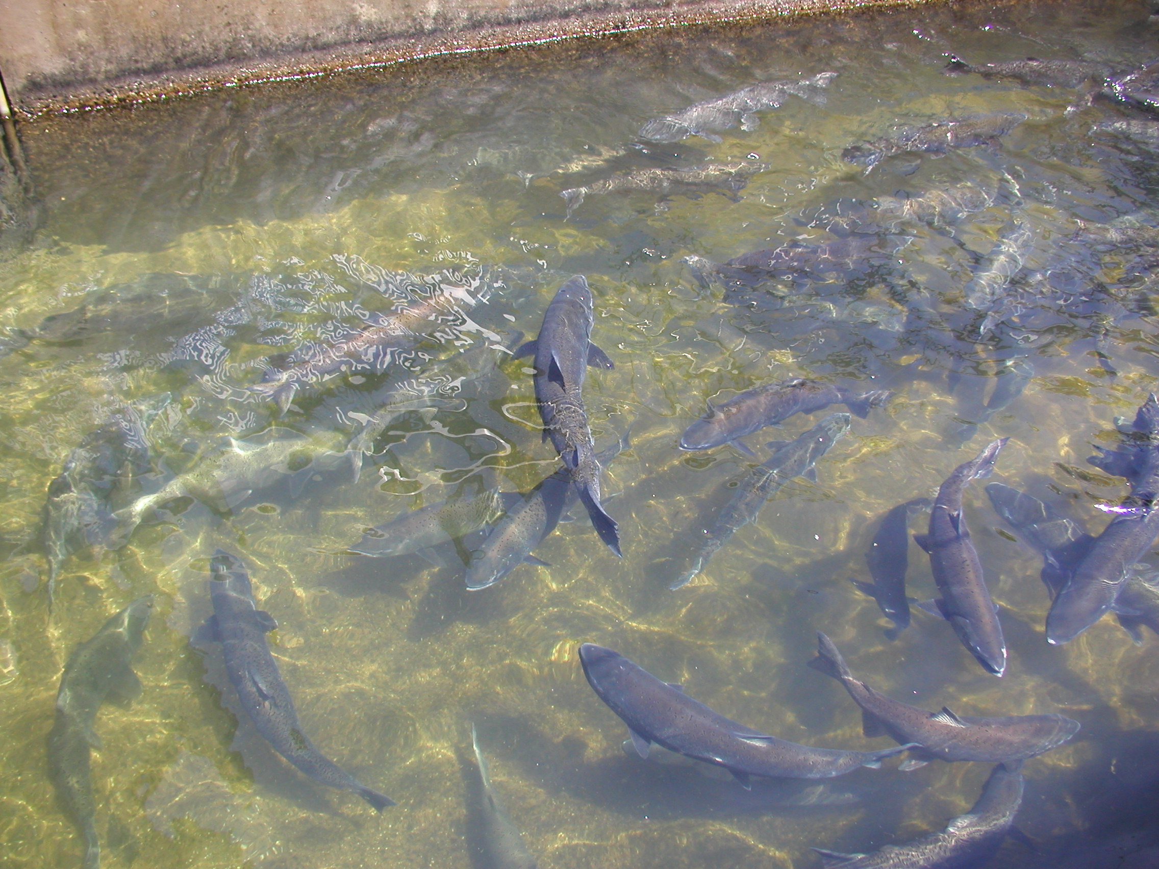 Feather River Fish Hatchery
