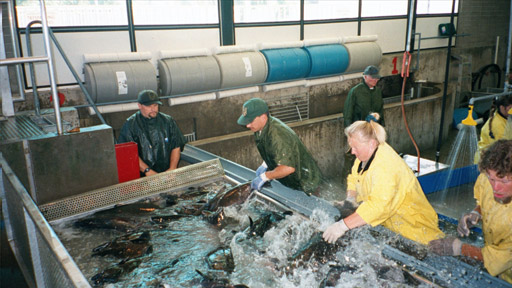 Feather River Fish Hatchery