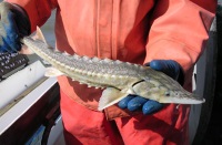 Green Sturgeon