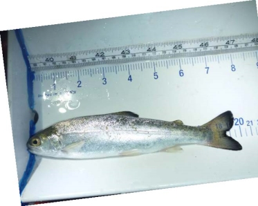 CalFish > Programs & Data > Conservation and Management > California ...