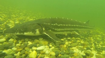 Lower Sacramento River Green Sturgeon Telemetry Monitoring
